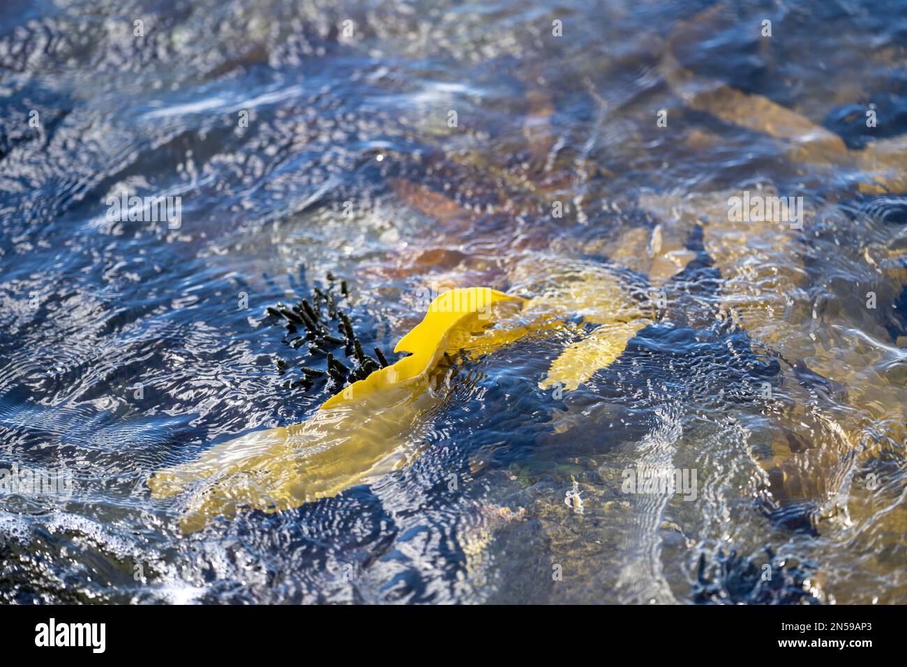Bull kelp seaweed growing on rocks. Edible sea weed ready to harvest in ...