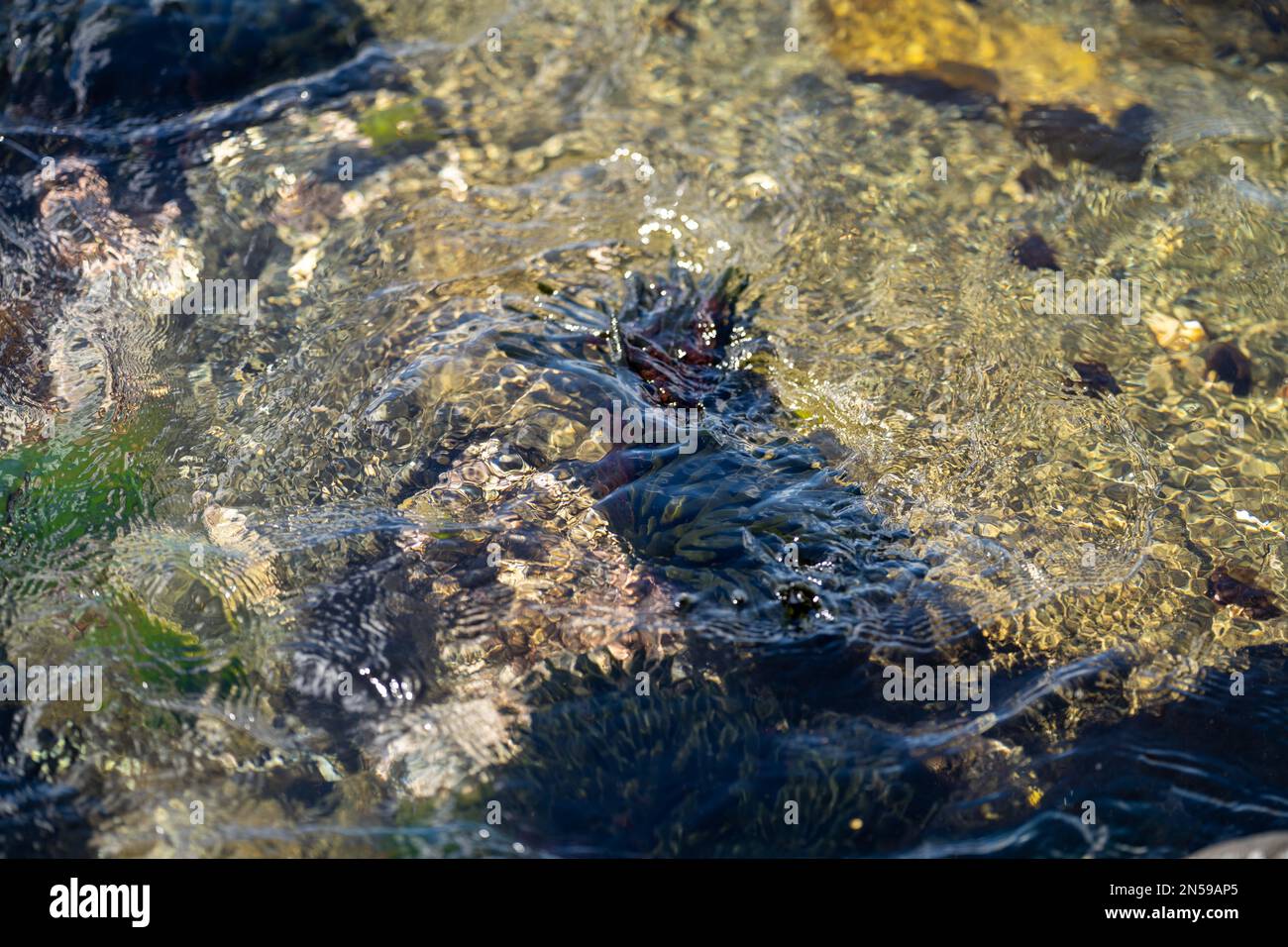 Seaweed and bull kelp growing on rocks in the ocean in australia. Waves ...