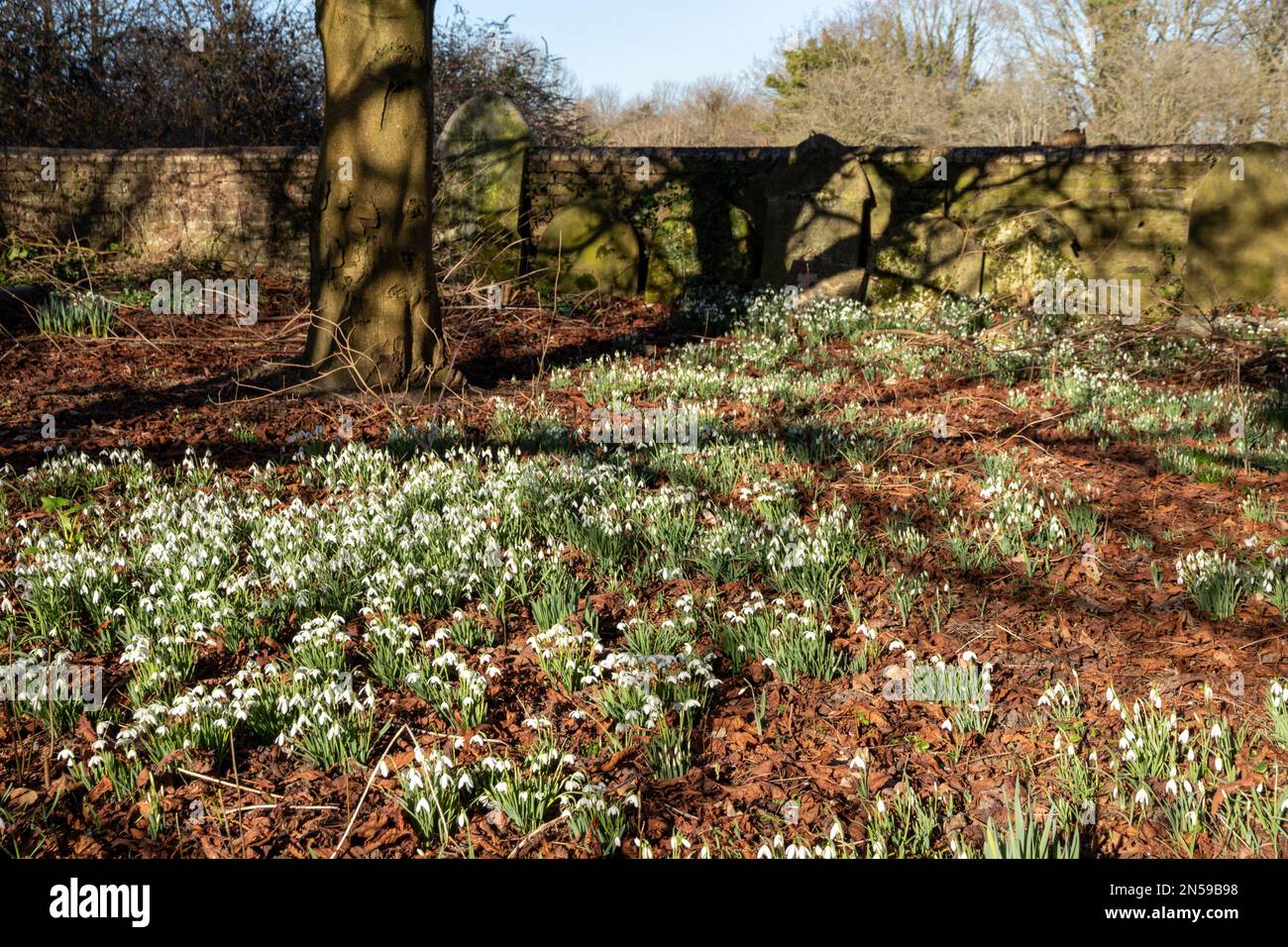 Snowdrops growing in a Churchyard Stock Photo - Alamy