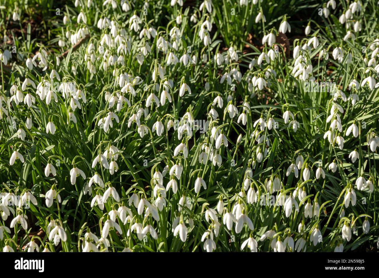 Snowdrops growing in an English woodland in late autumn/early spring ...