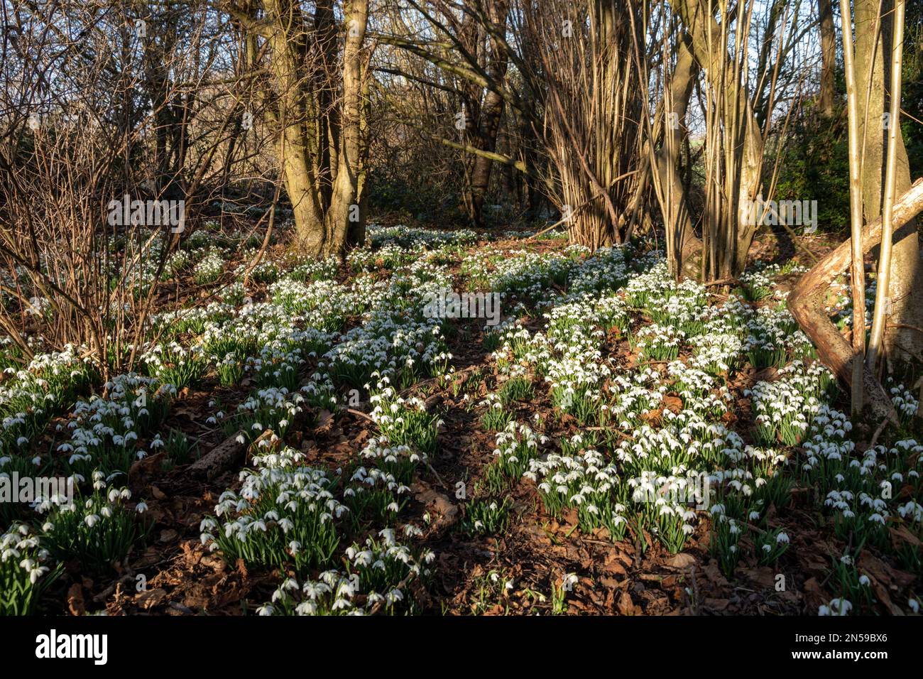 Beautiful white flowers growing spring hi-res stock photography and ...