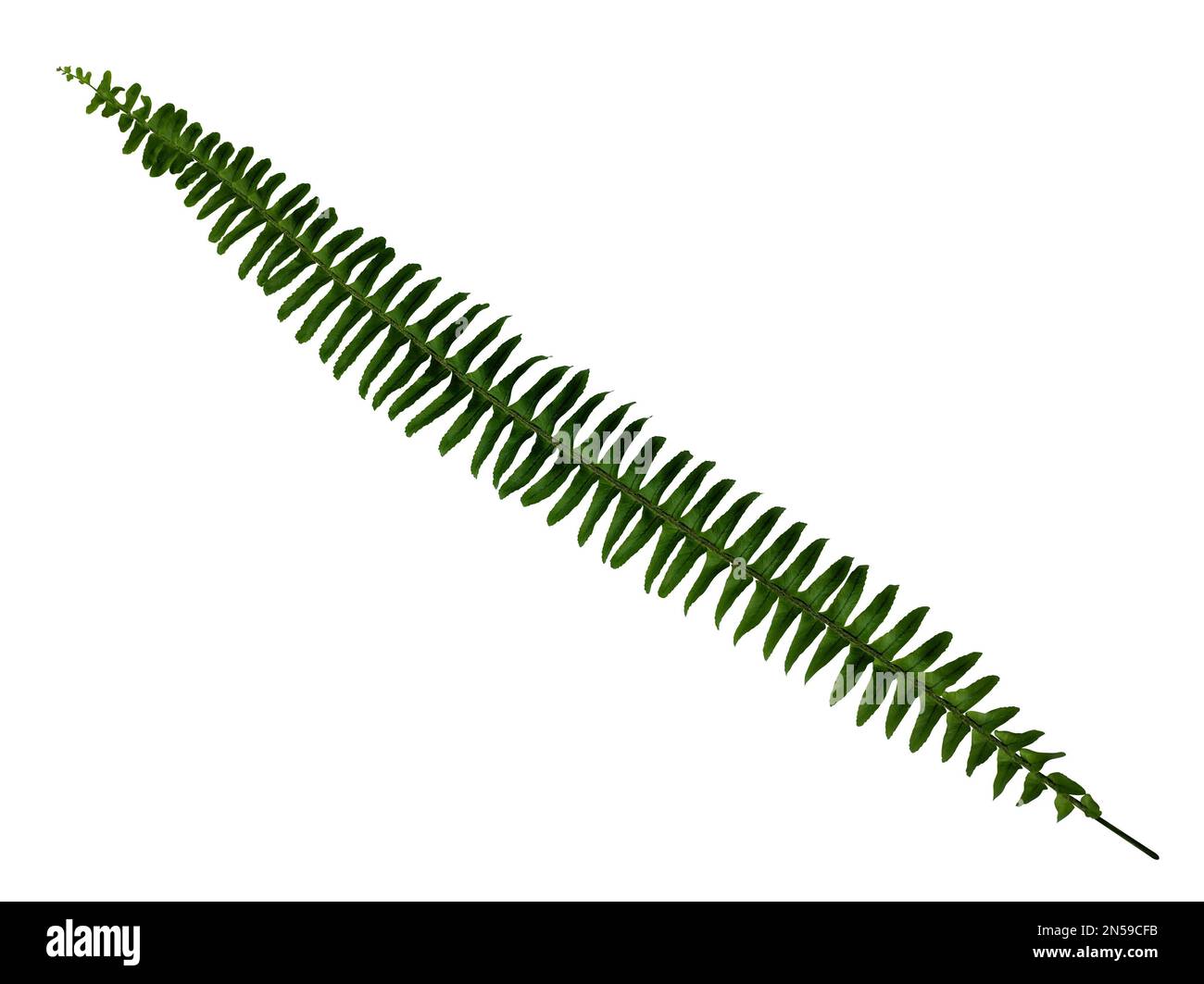Fern branch isolated on white background. Clipping Path included Stock ...