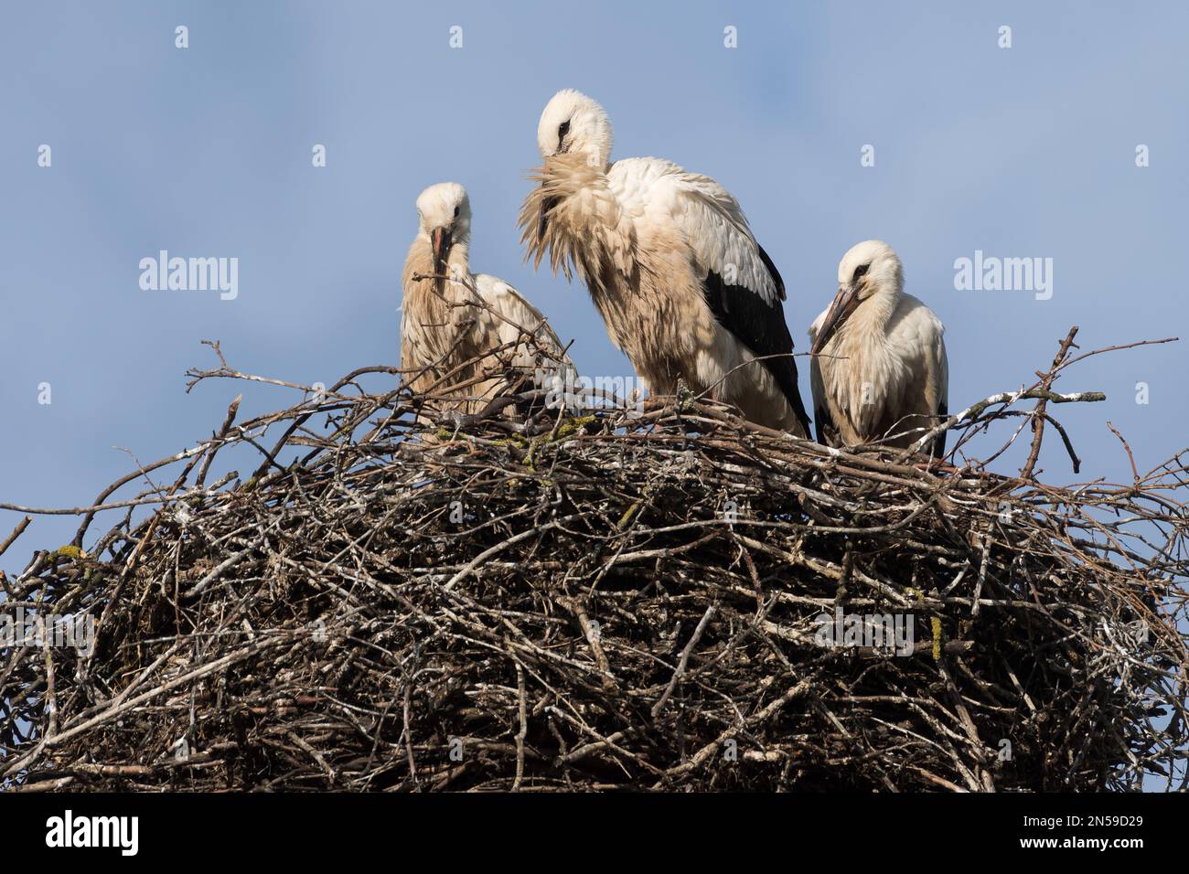 White storks poland hi-res stock photography and images - Alamy