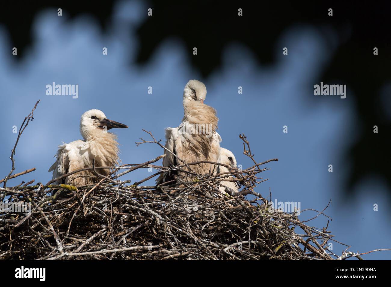 White storks poland hi-res stock photography and images - Alamy