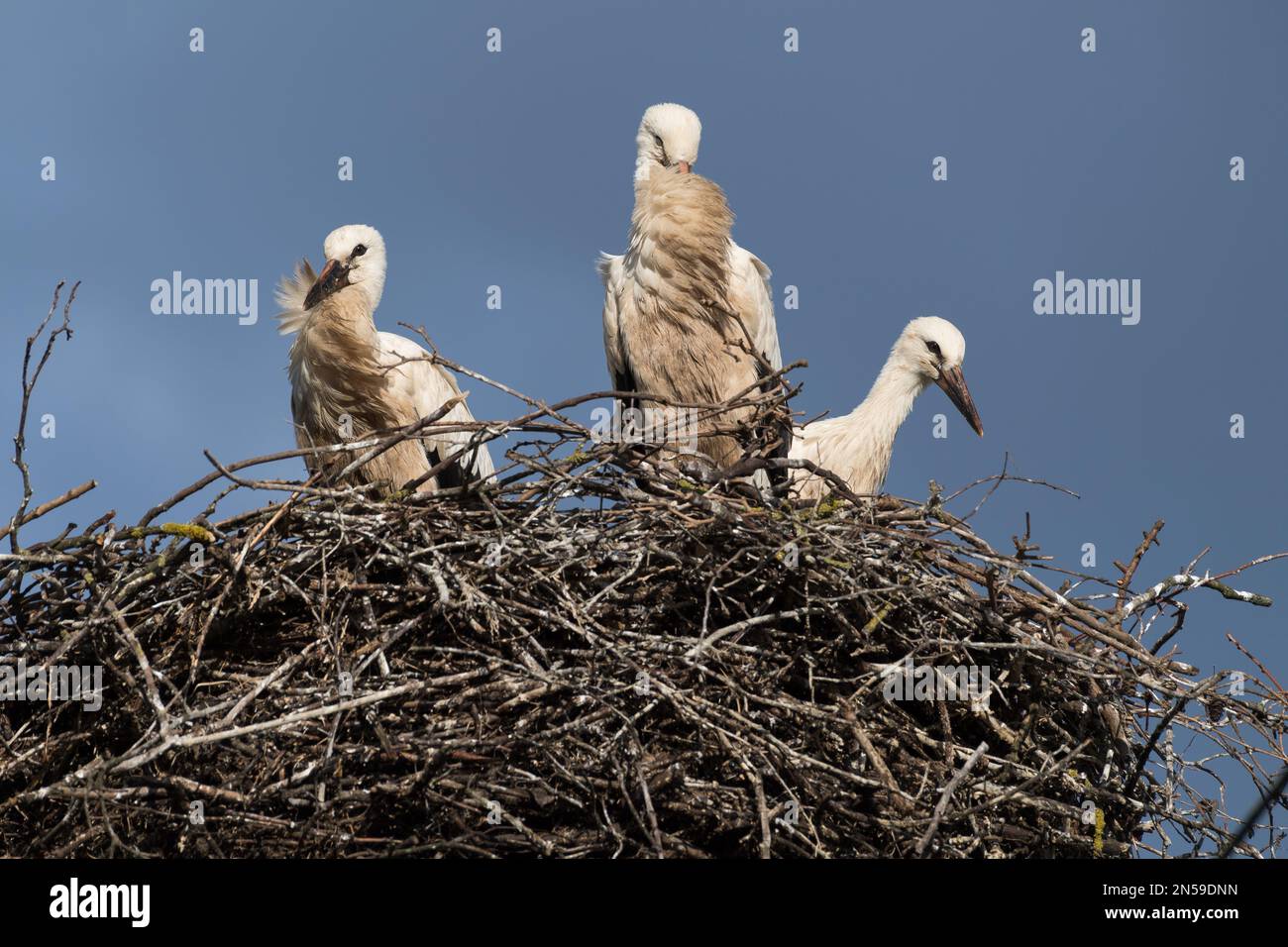 White storks poland hi-res stock photography and images - Alamy