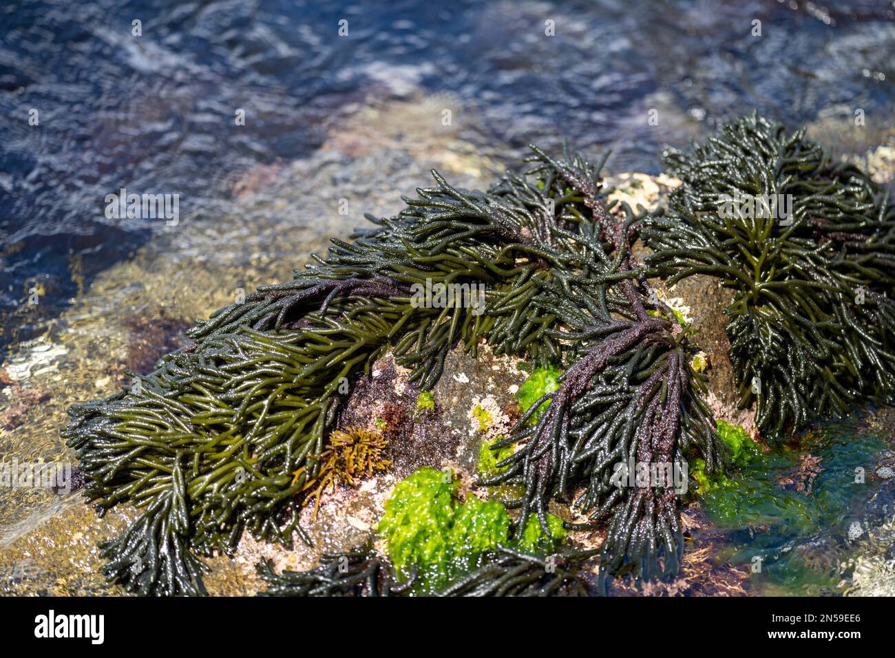 Bull kelp seaweed growing on rocks. Edible sea weed ready to harvest in ...