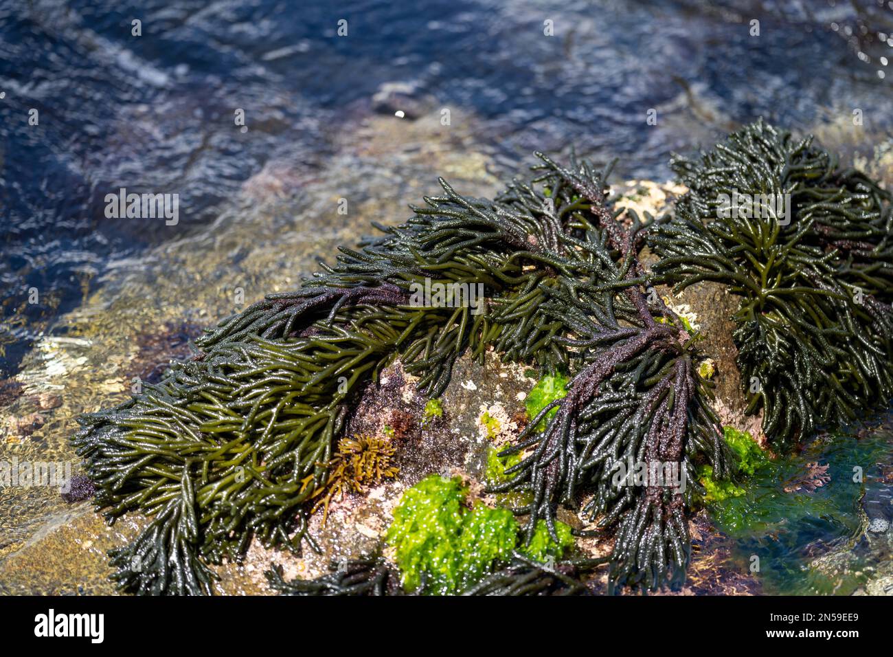 Seaweed and bull kelp growing on rocks in the ocean in australia. Waves ...