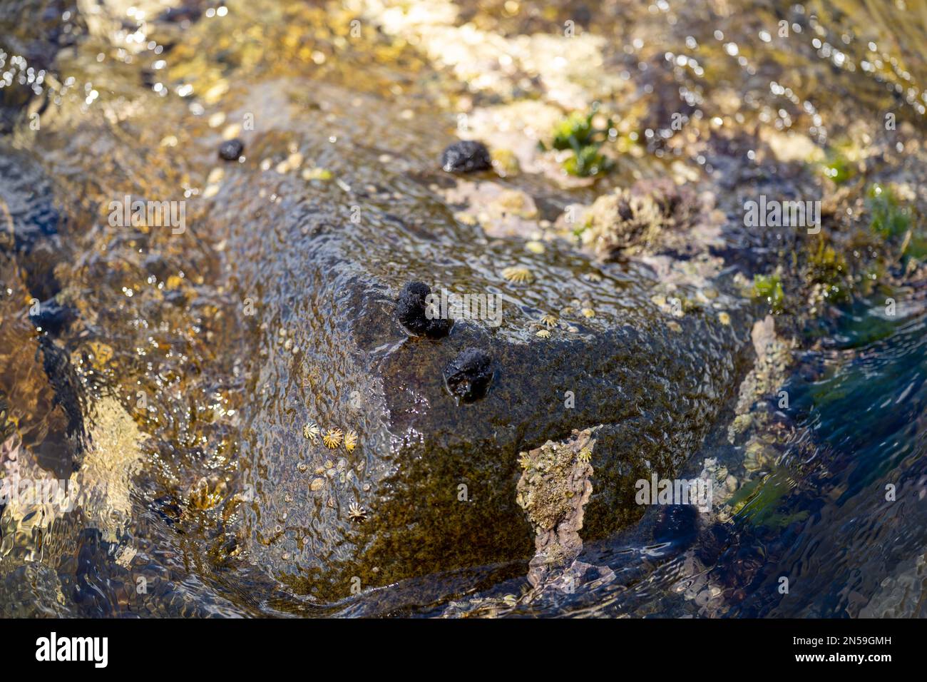 Seaweed and bull kelp growing on rocks in the ocean in australia. Waves ...