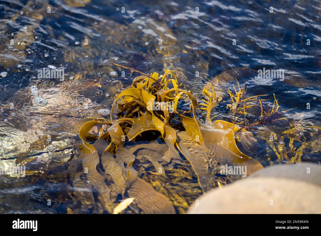 Bull kelp seaweed growing on rocks. Edible sea weed ready to harvest in ...