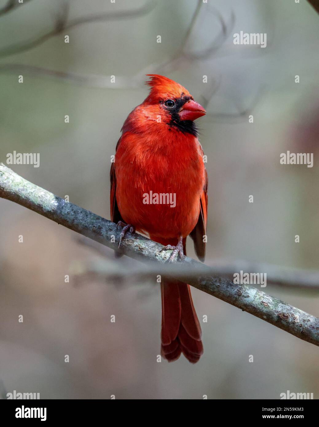 A vertical shot of a red male Northern Cardinal on a tree limb Stock ...
