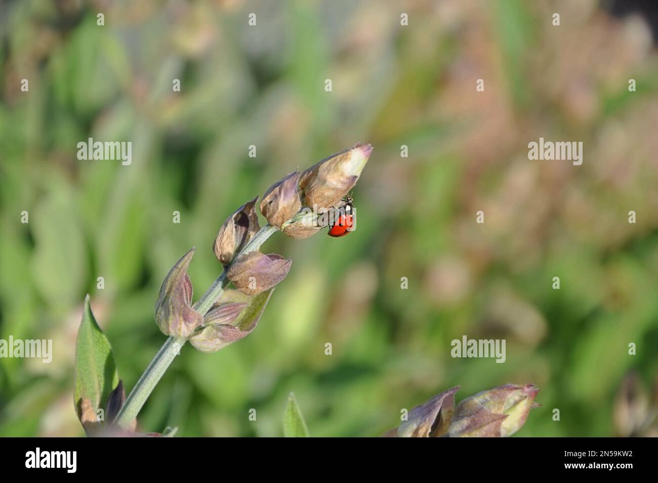 Lady bird on a stalk of lavender, climbs a beetle. Seven spot ladybird ...