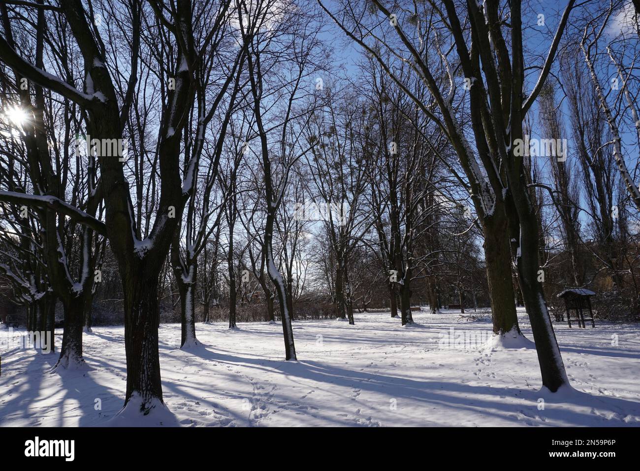 Sun casting shadows through trees in winter Stock Photo - Alamy