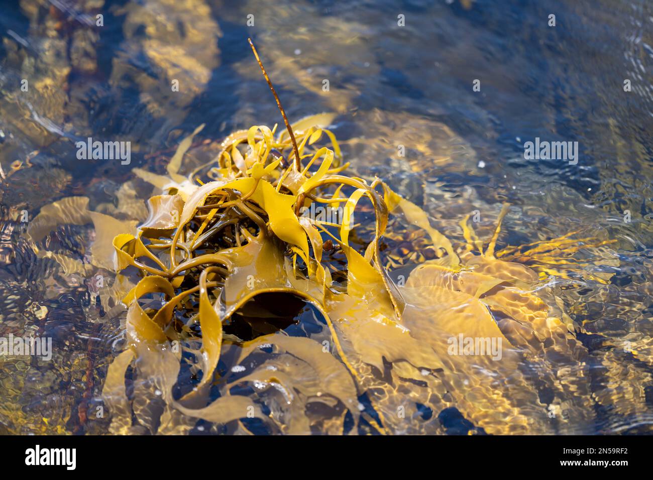 Seaweed and bull kelp growing on rocks in the ocean in australia. Waves ...