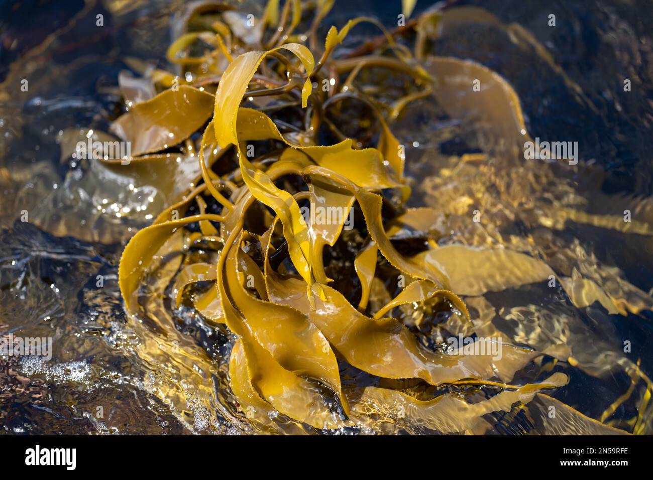 Bull kelp seaweed growing on rocks. Edible sea weed ready to harvest in the ocean on australia ...