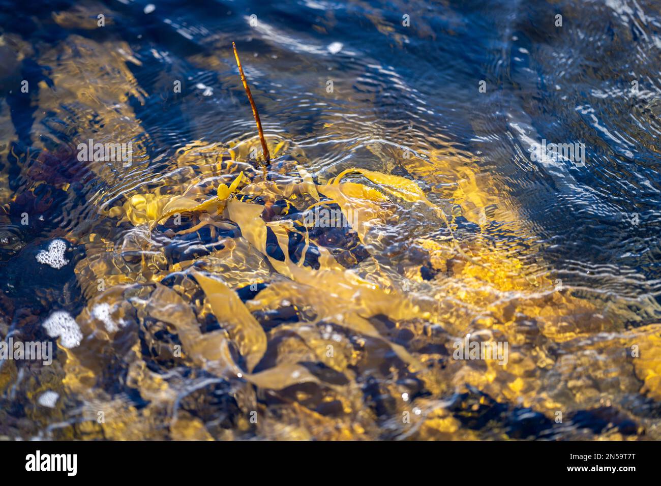 Seaweed and bull kelp growing on rocks in the ocean in australia. Waves ...