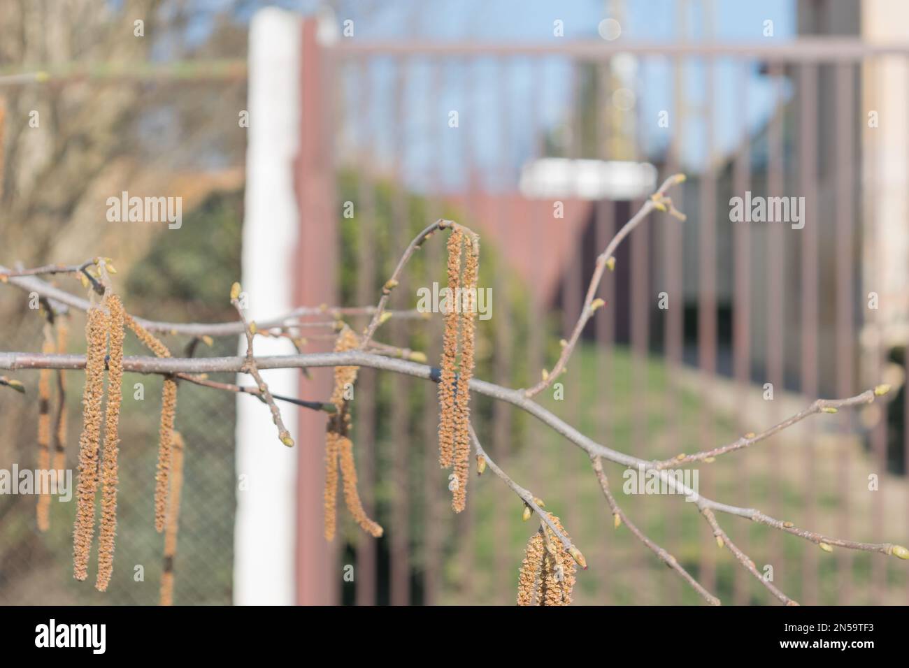 Hazelnut tree hi-res stock photography and images - Alamy