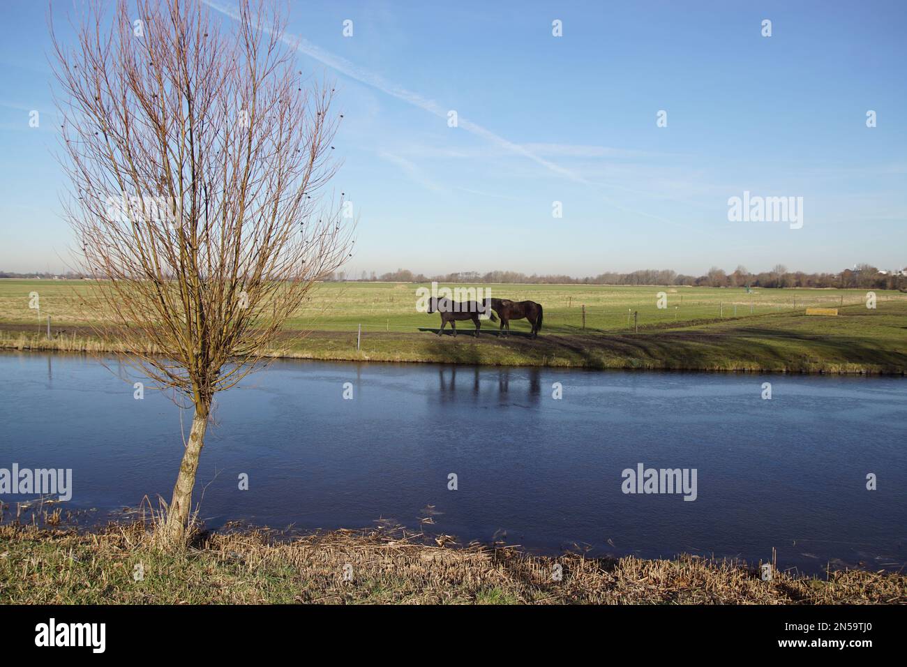 Pasture landscape. Dutch Ponies walking along the meadow in winter in ...