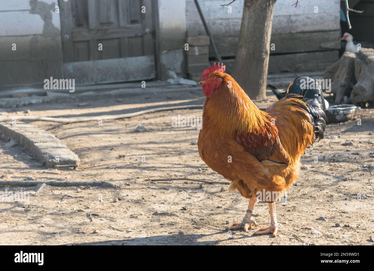 Chickens in backyard on hi-res stock photography and images - Alamy