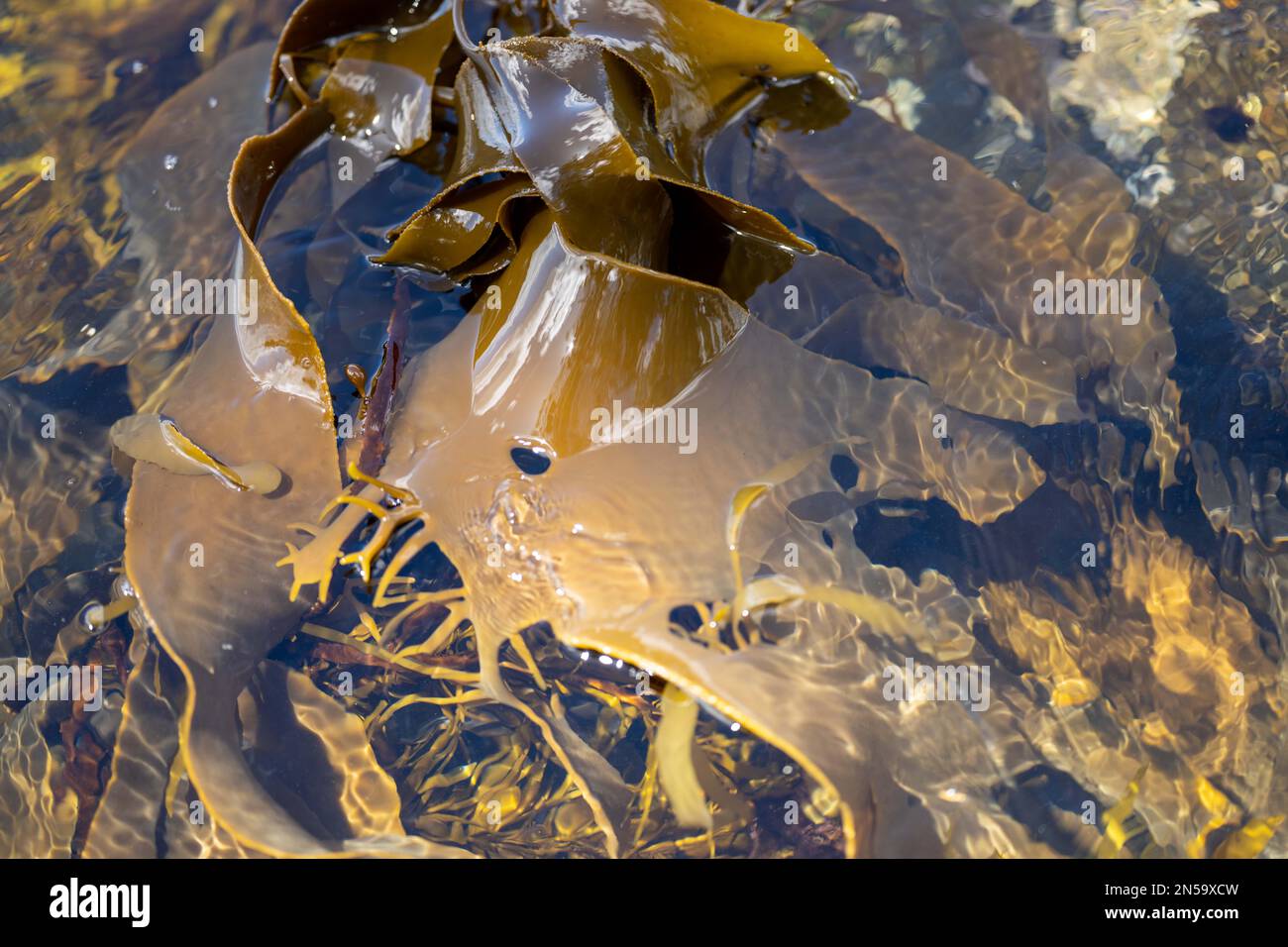 Bull kelp seaweed growing on rocks. Edible sea weed ready to harvest in ...