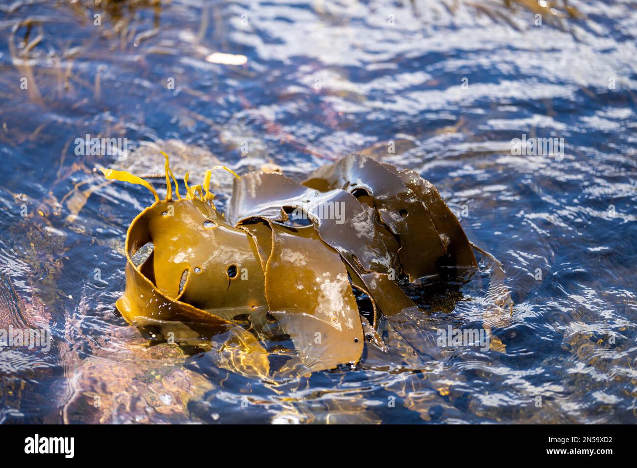 Seaweed and bull kelp growing on rocks in the ocean in australia. Waves ...