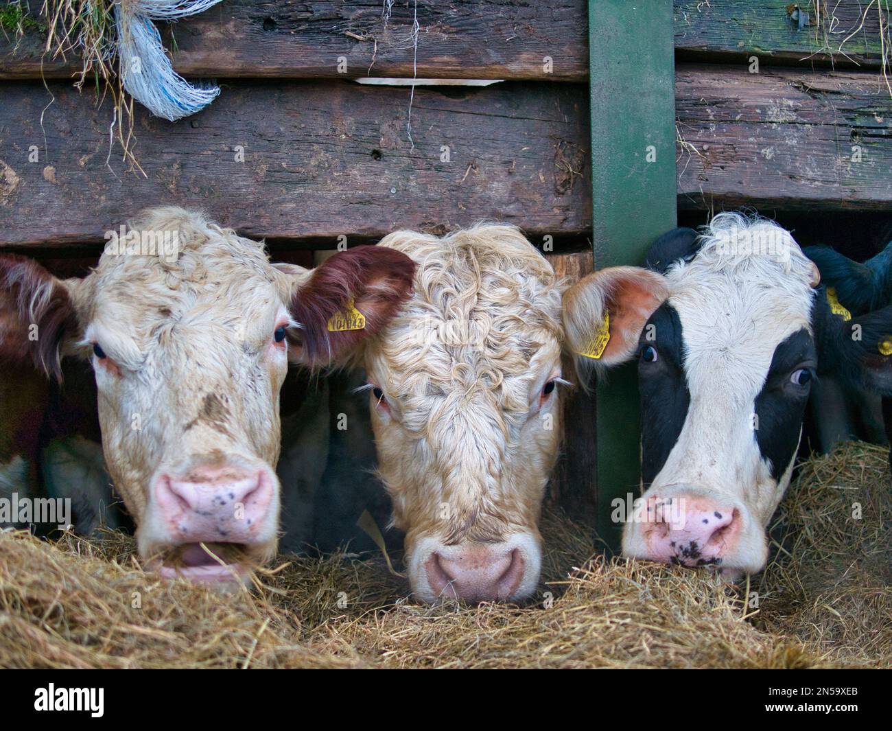Three cows in a barn eating winter feed. Taken in Cheshire, UK in ...