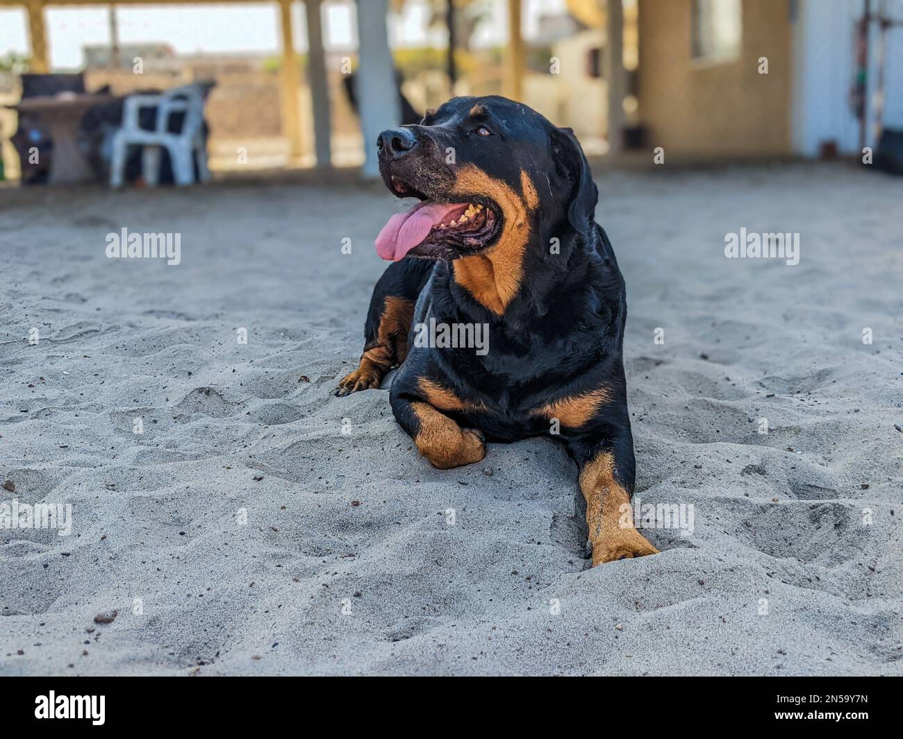 Closeup shot happy rottweiler hi-res stock photography and images - Alamy
