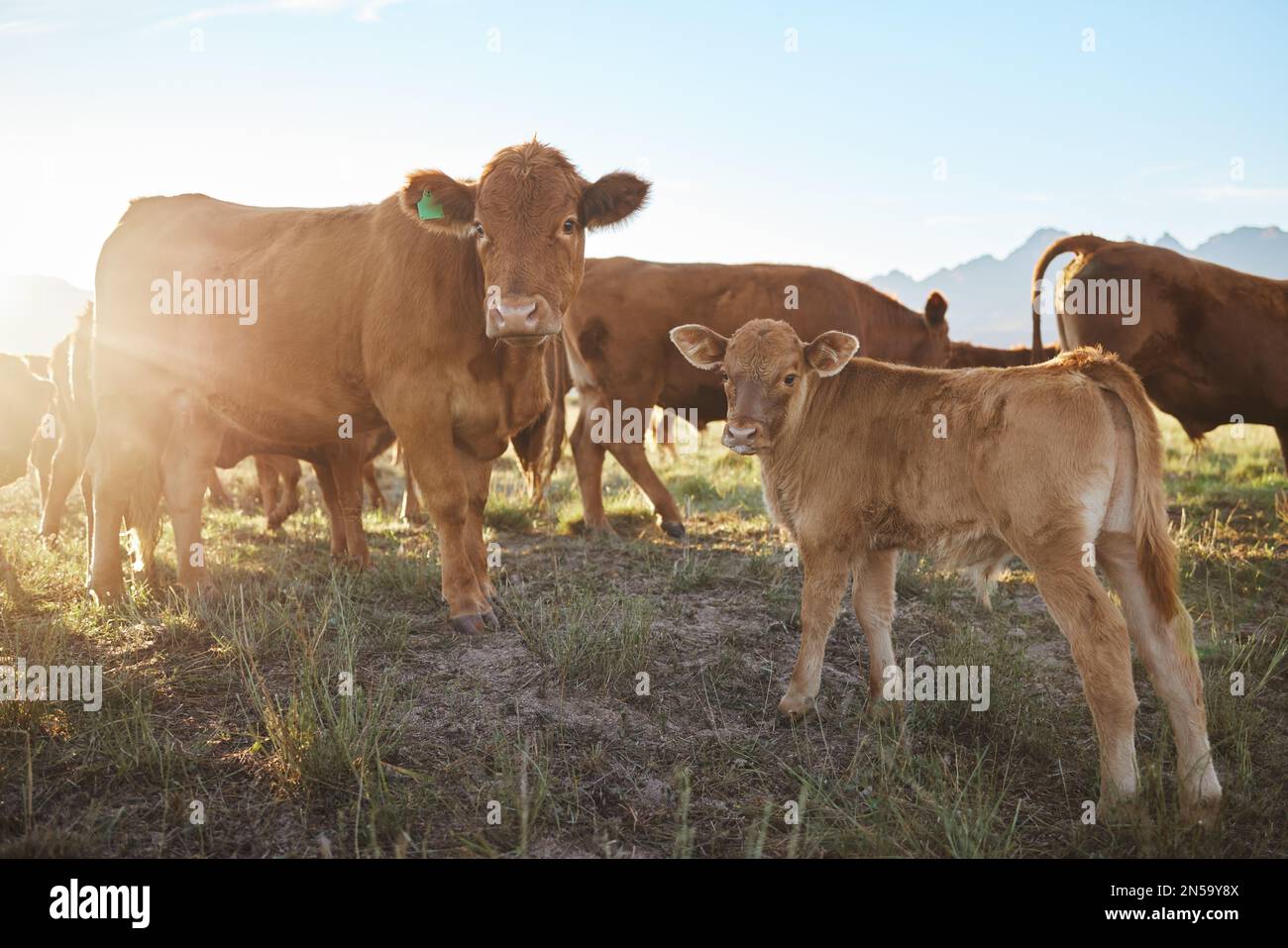 Agriculture, sustainable and cows on a livestock farm for a industry ...