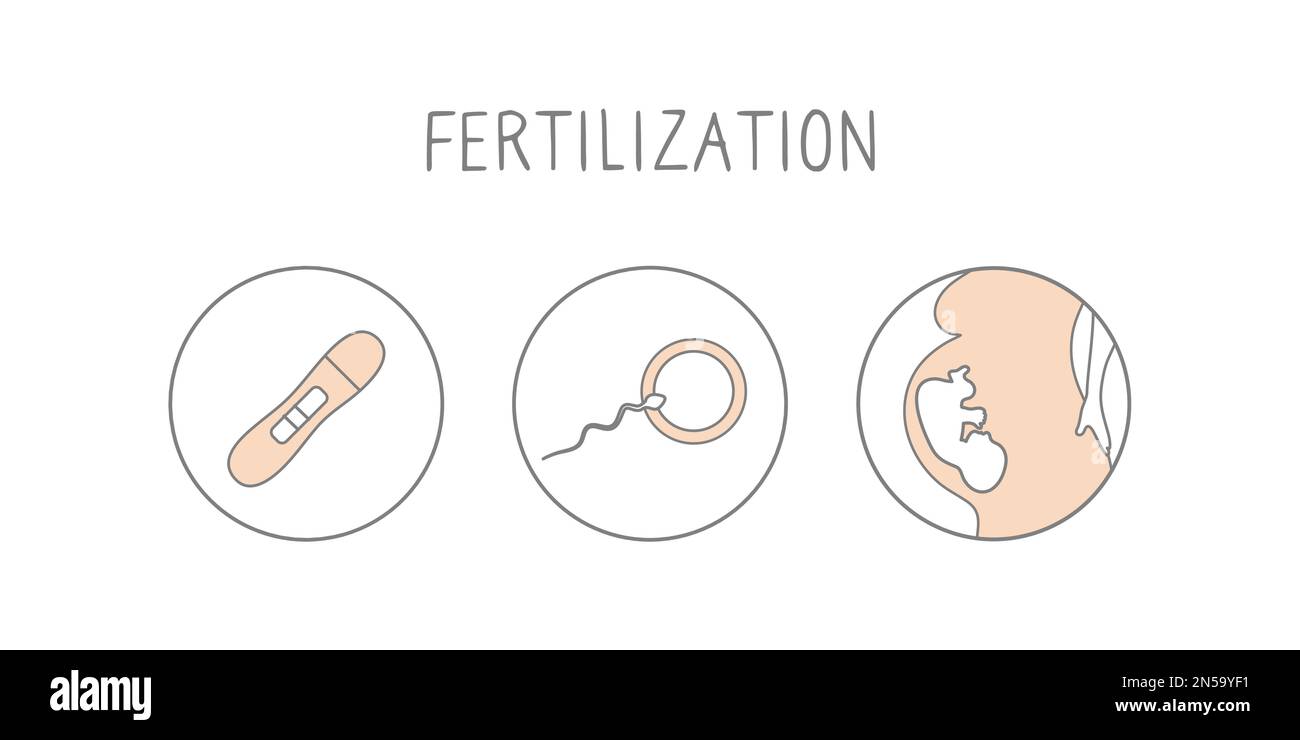 Fertilization icon set. Linear simple illustration pregnancy and ...