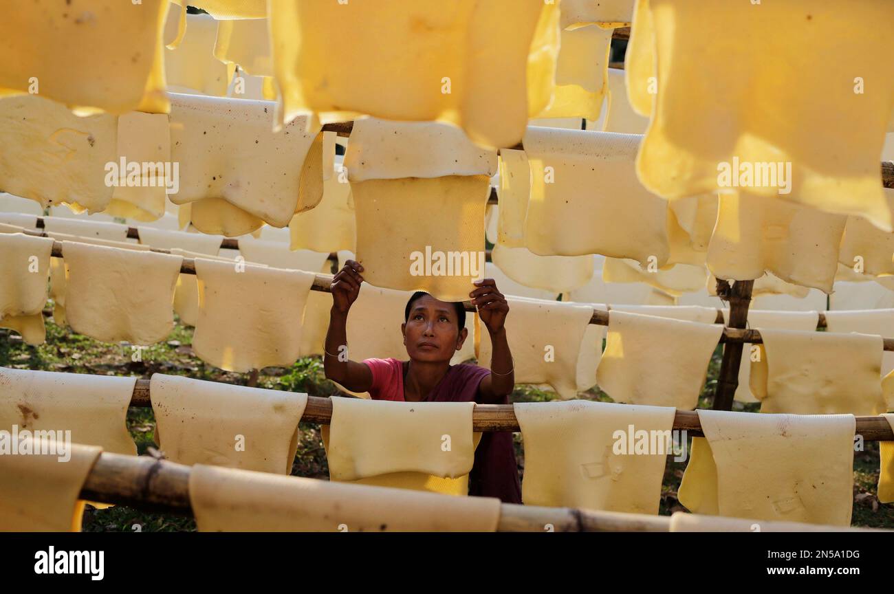 Daily wage laborer Jina Boro, 35, hangs rubber sheets to dry at a ...