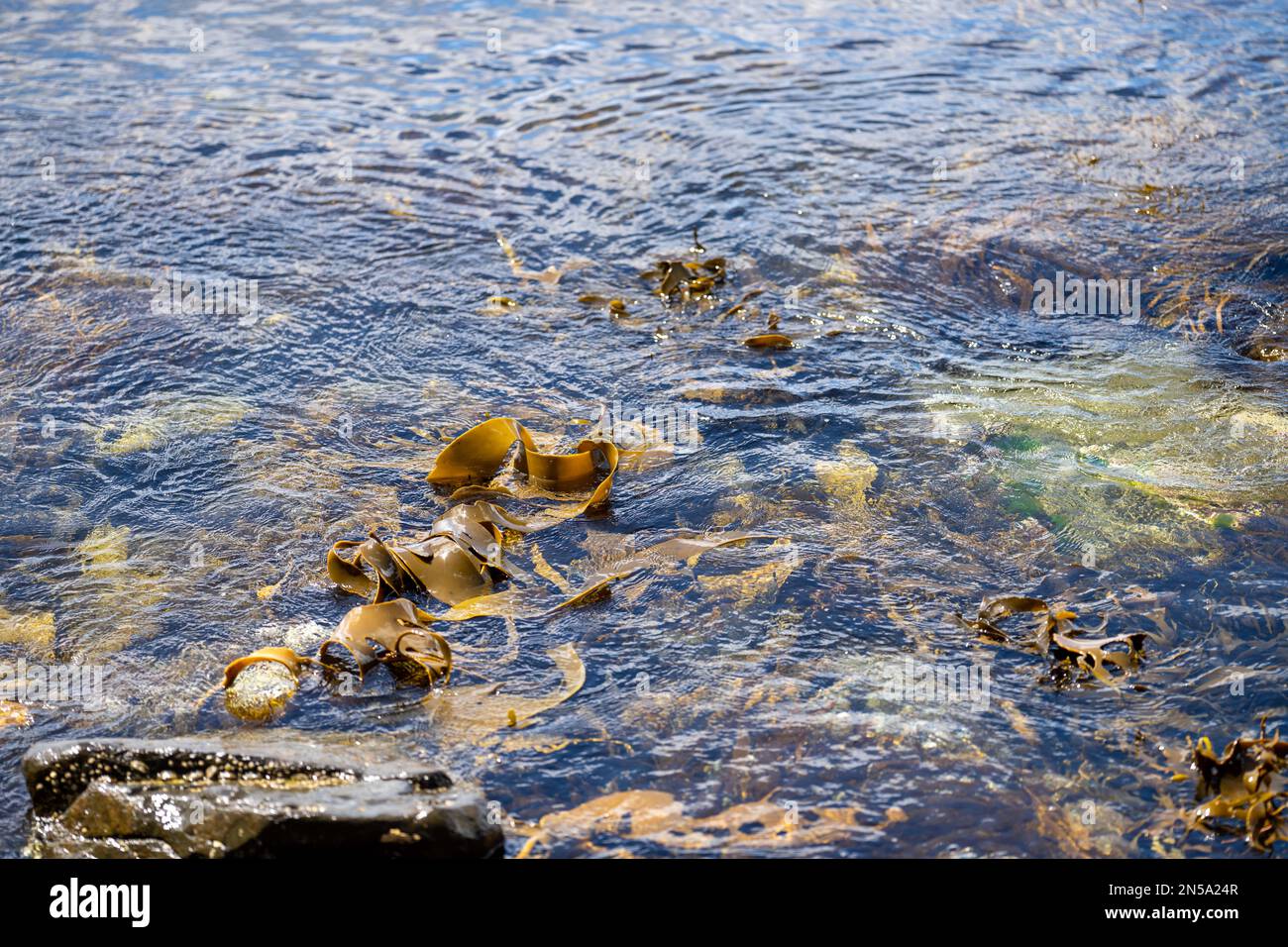Bull kelp seaweed growing on rocks. Edible sea weed ready to harvest in ...