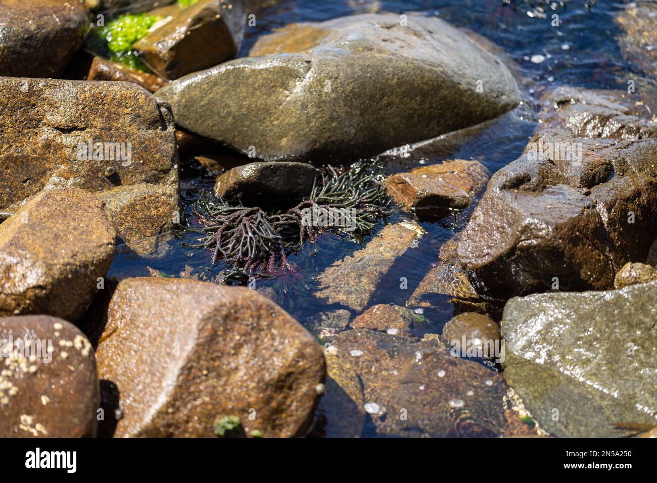 Seaweed and bull kelp growing on rocks in the ocean in australia. Waves ...