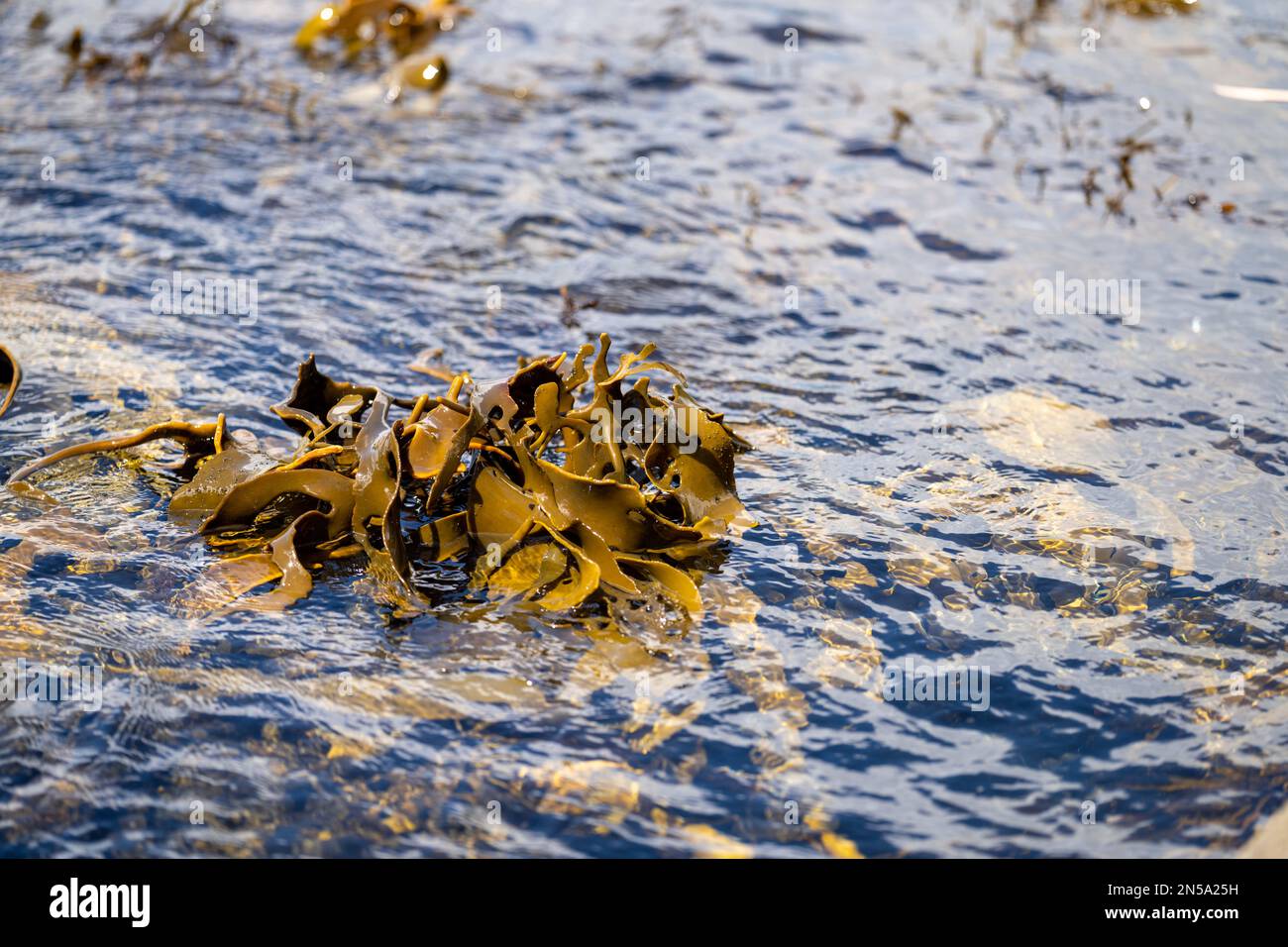 Bull kelp seaweed growing on rocks. Edible sea weed ready to harvest in ...