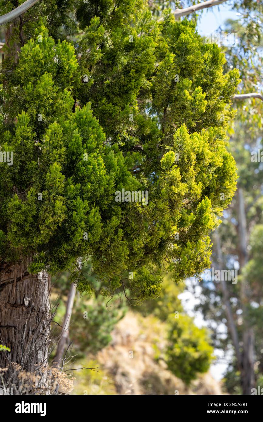 farm surrounded by over a plantation of trees, in a forestry farm, in ...