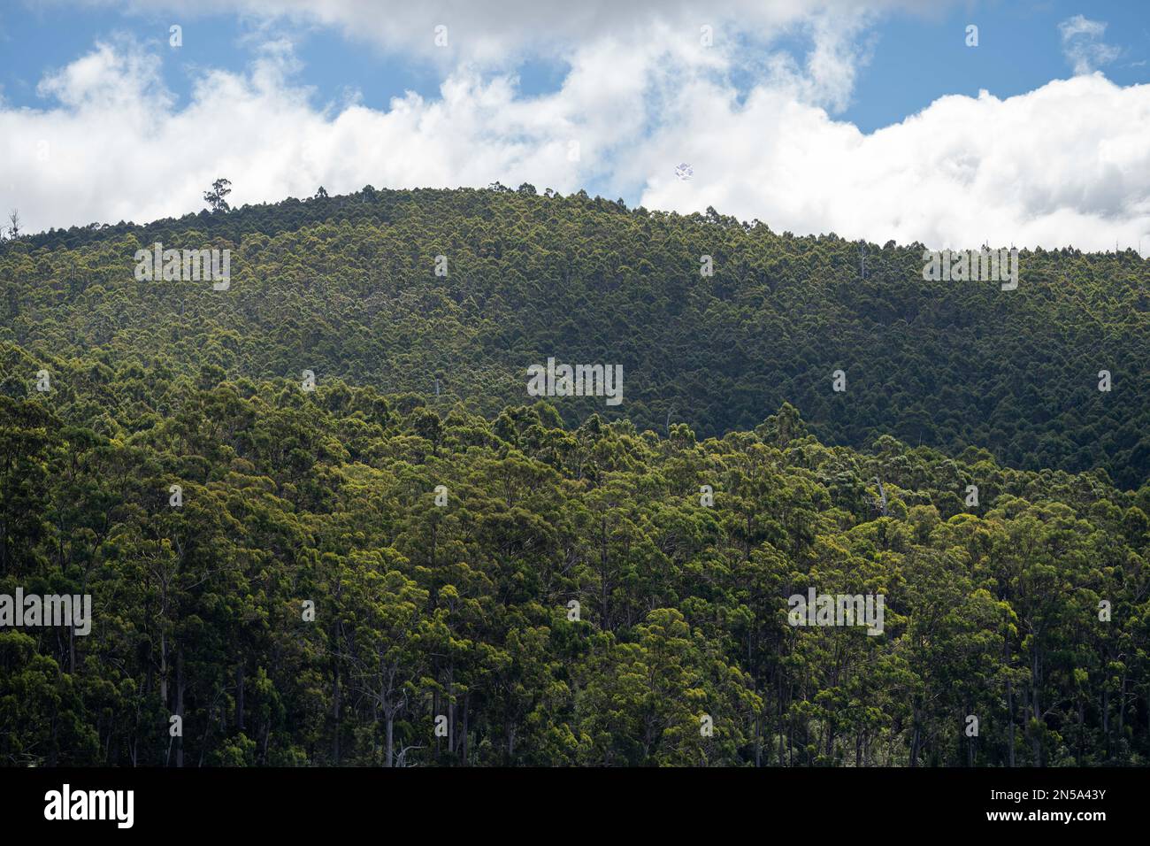 Australian bush. native forest and plantation Stock Photo - Alamy