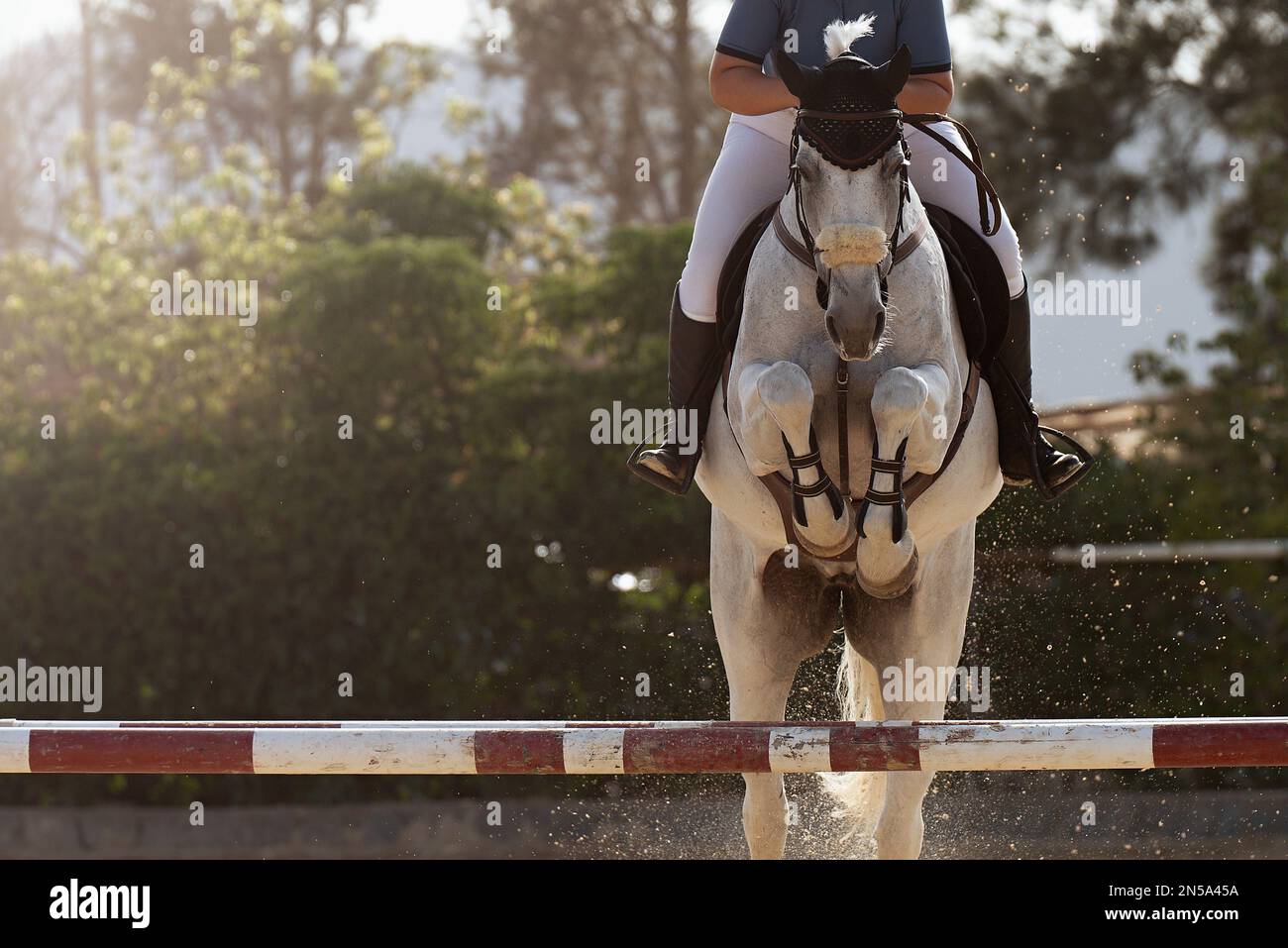Sport horse jumping over a barrier on a obstacle course, rider in ...