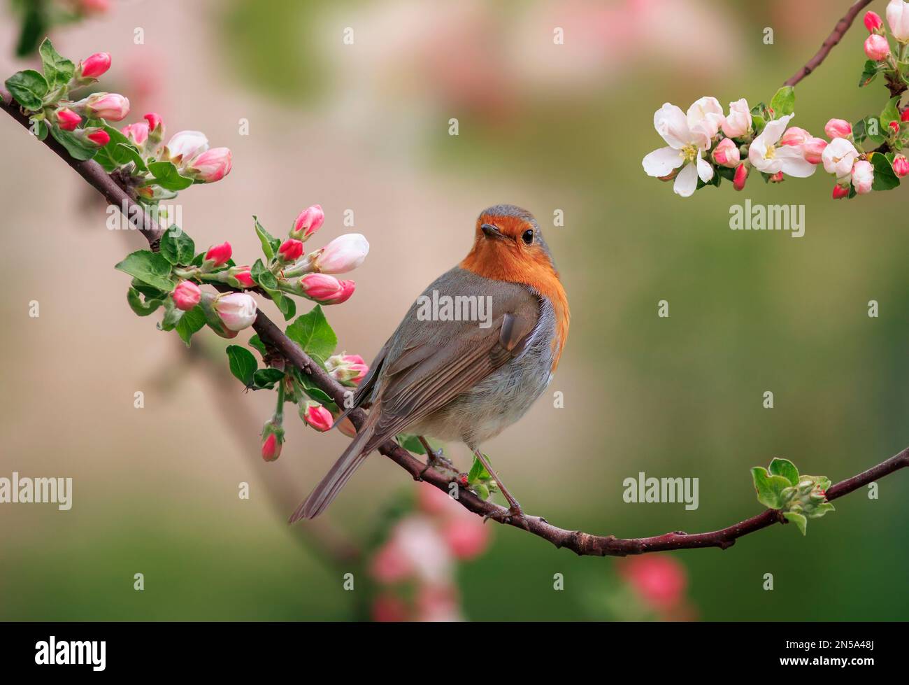 a robin bird is sitting in a sunny spring garden on a branch of an ...