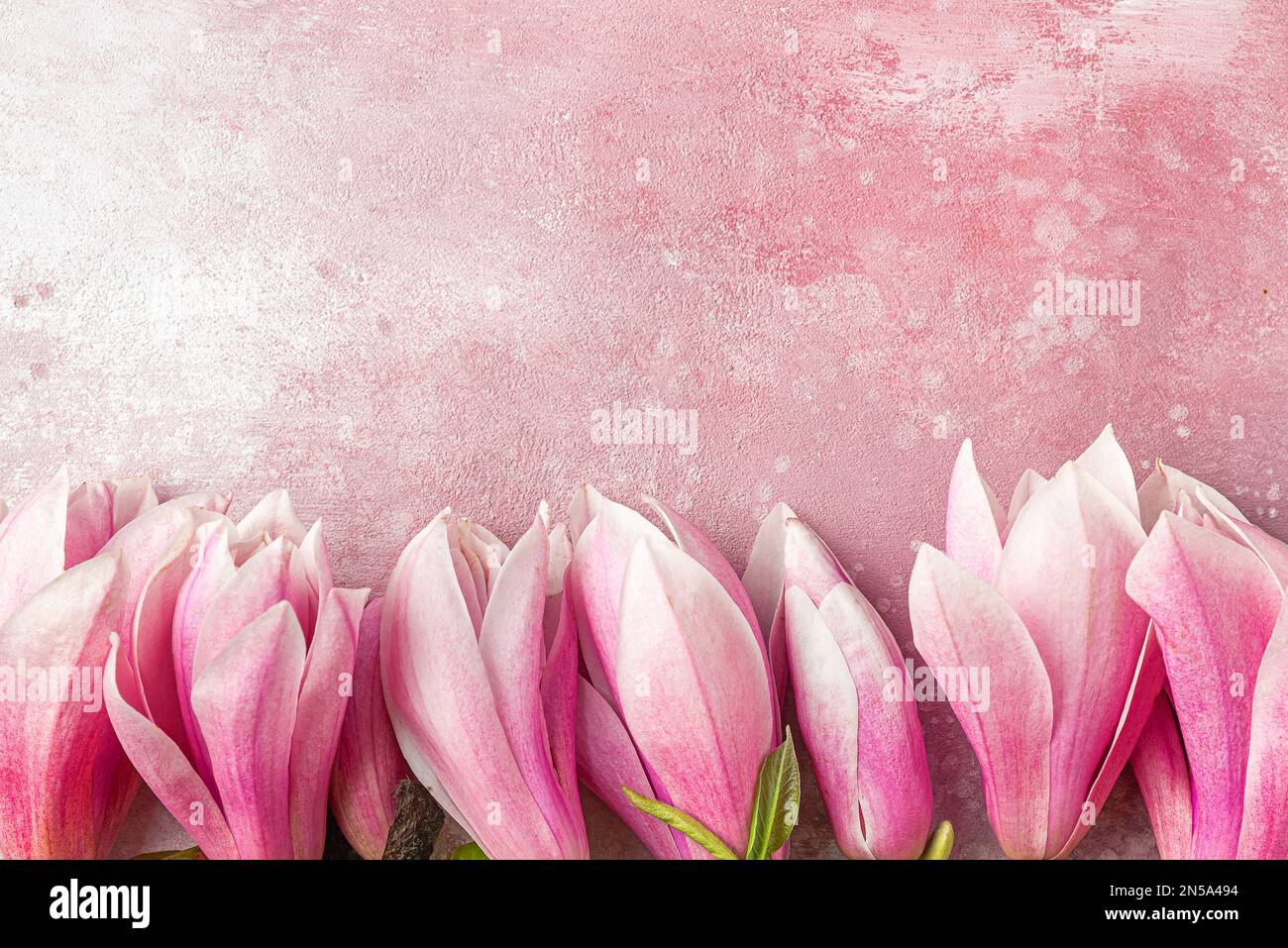 Pink magnolia flowers on pink concrete background. Flat lay. Spring ...