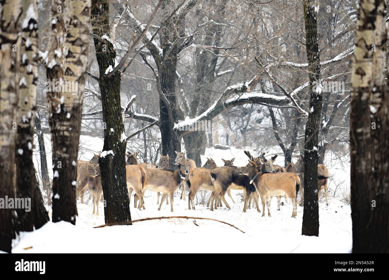 HOHHOT, CHINA - FEBRUARY 9, 2023 - Elk walk in snow at Inner Mongolia ...