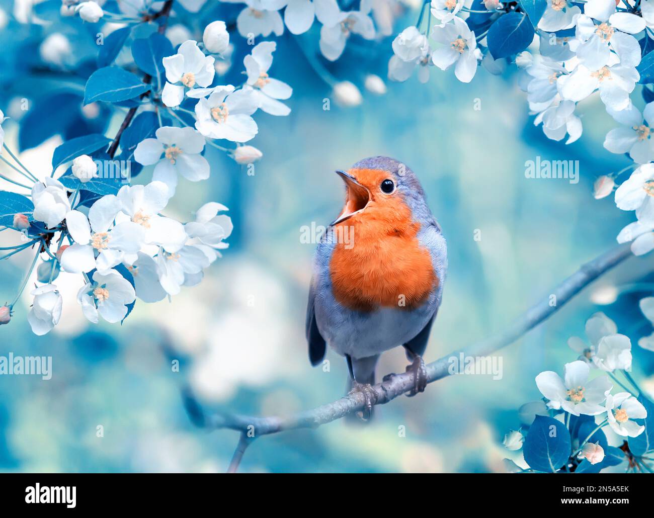 a bright robin bird sings on a flowering branch of an apple tree in the ...