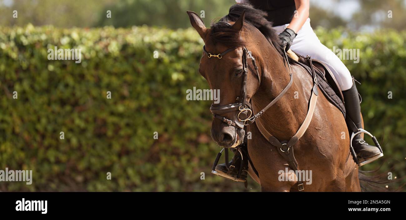 Kid ride horse. Horseback riding lesson for young jockey in equestrian ...