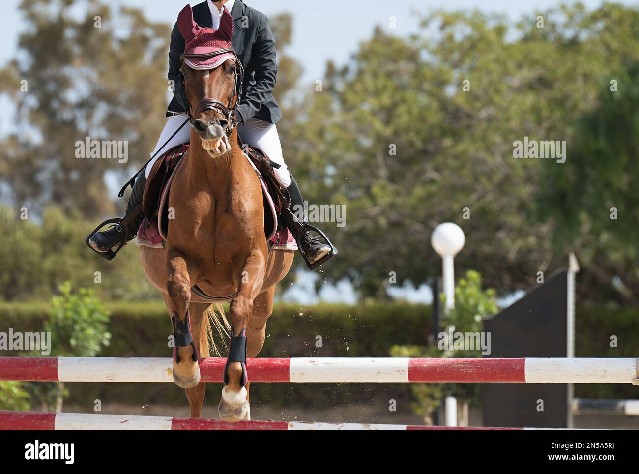 Sport horse jumping over a barrier on a obstacle course, rider in ...