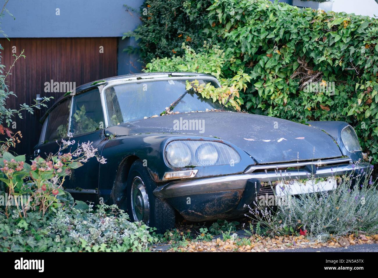 An old vintage car stands in an overgrown driveway. The plants bushes ...