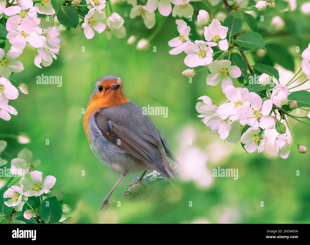 cute bird robin with bright plumage sits in a spring garden among the ...