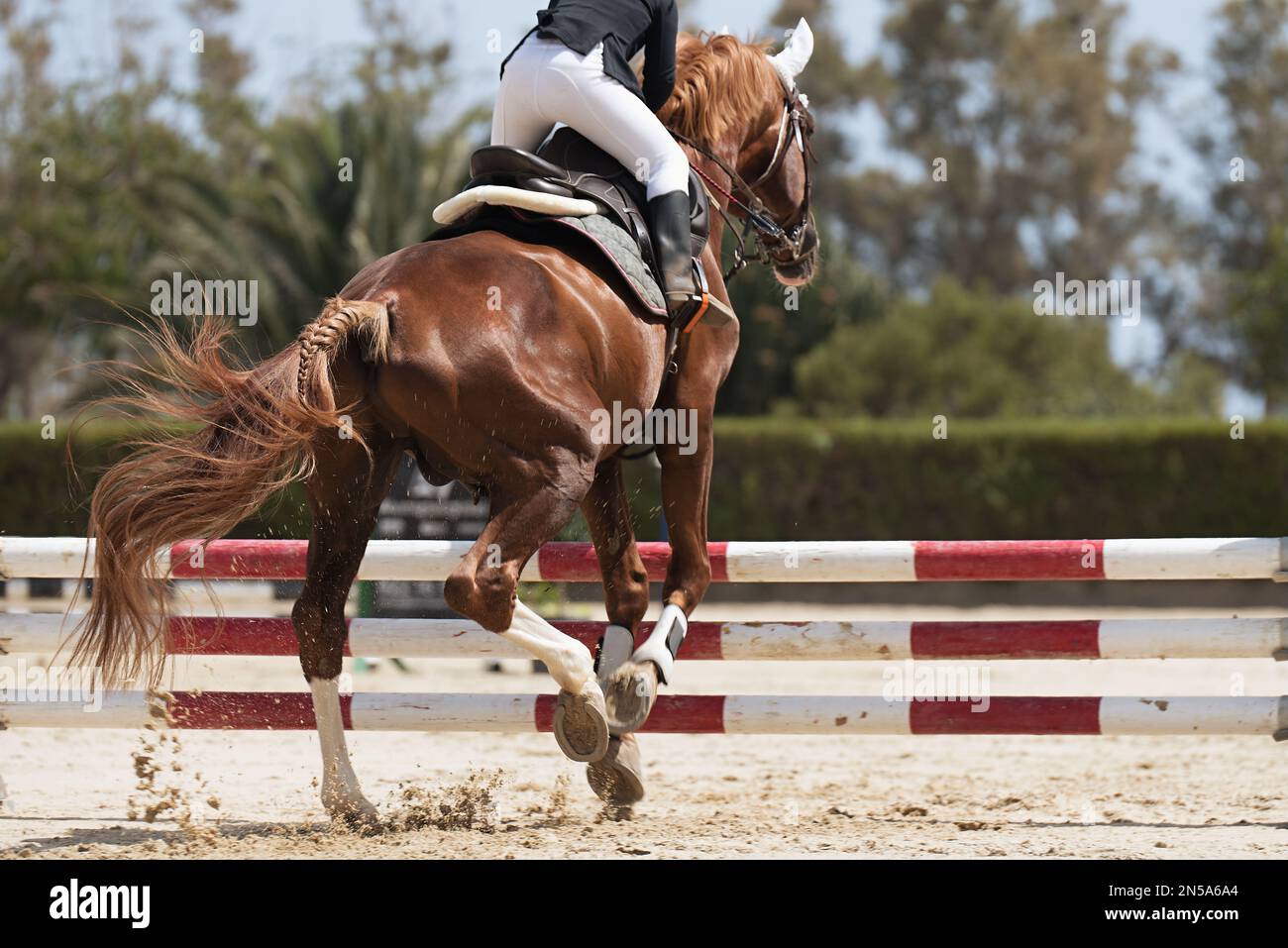 Sport horse jumping over a barrier on a obstacle course, rider in uniform performing jump at ...