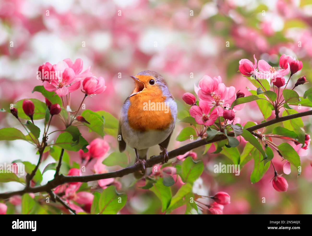 a bright robin bird sits on a blooming pink branch of an apple tree in ...