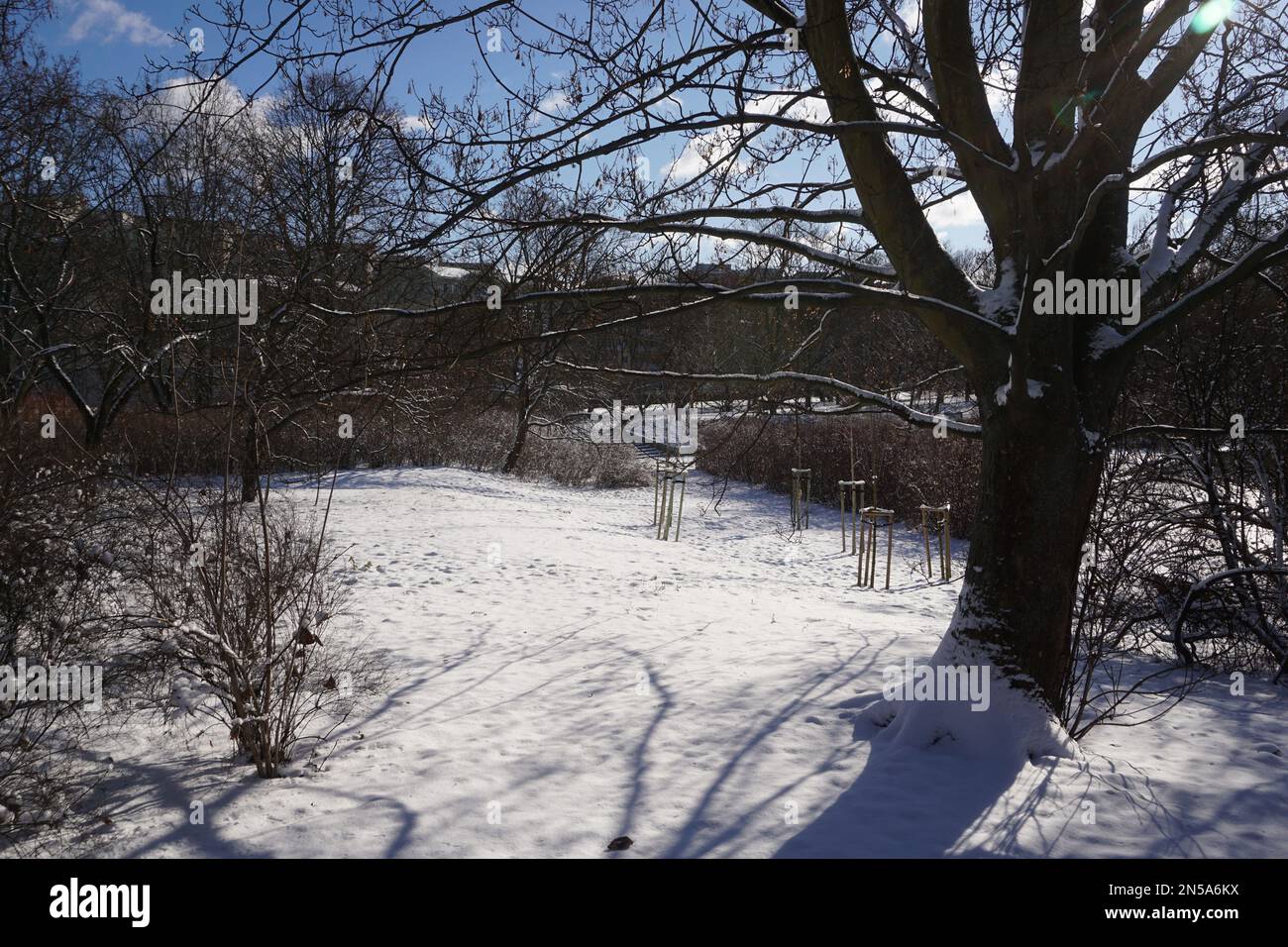 Park in winter at daytime Stock Photo - Alamy