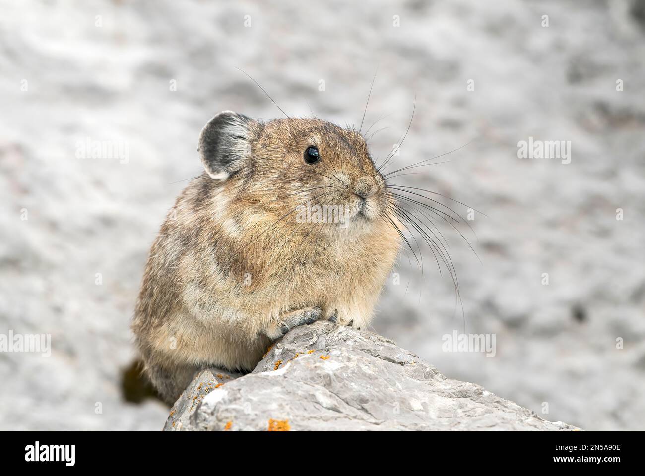 American pika, Ochonta princeps, single animal resting on boulder ...