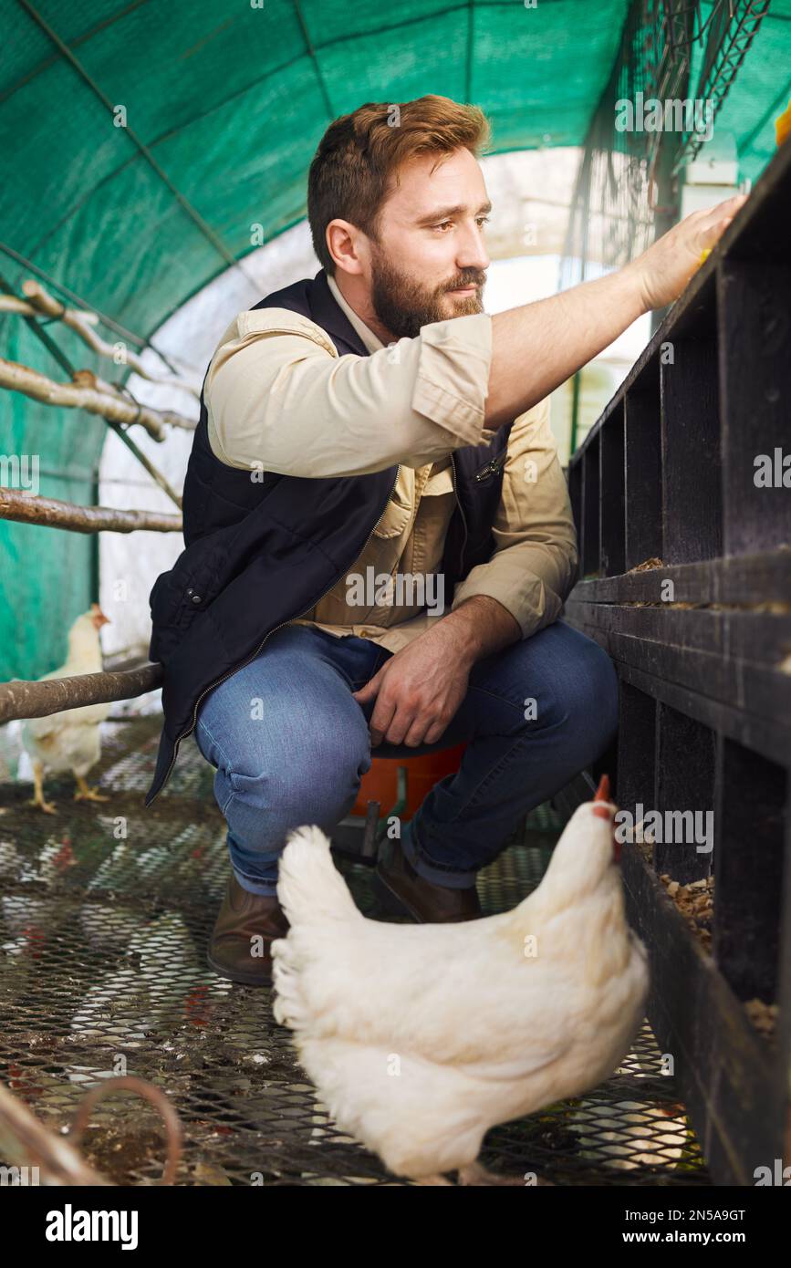 Chicken farming, man and bird with production for protein, food or ...