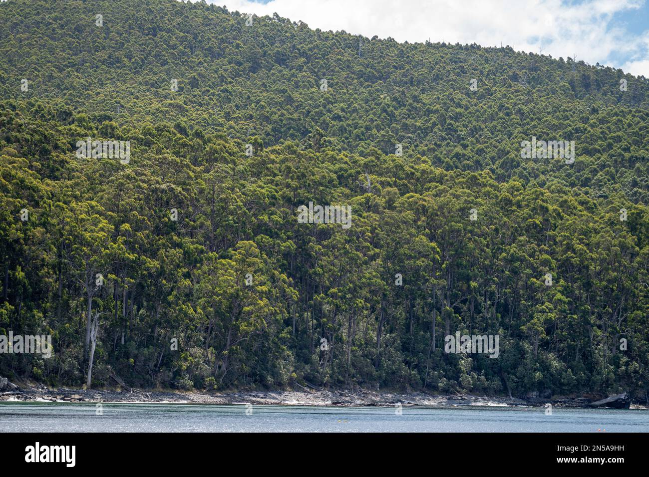 Australian bush. native forest and plantation Stock Photo - Alamy
