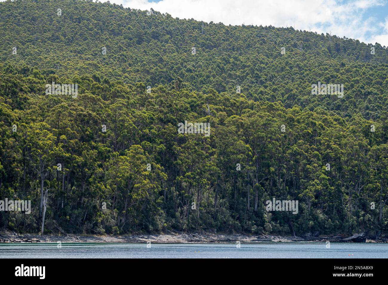 Australian bush. native forest and plantation Stock Photo - Alamy